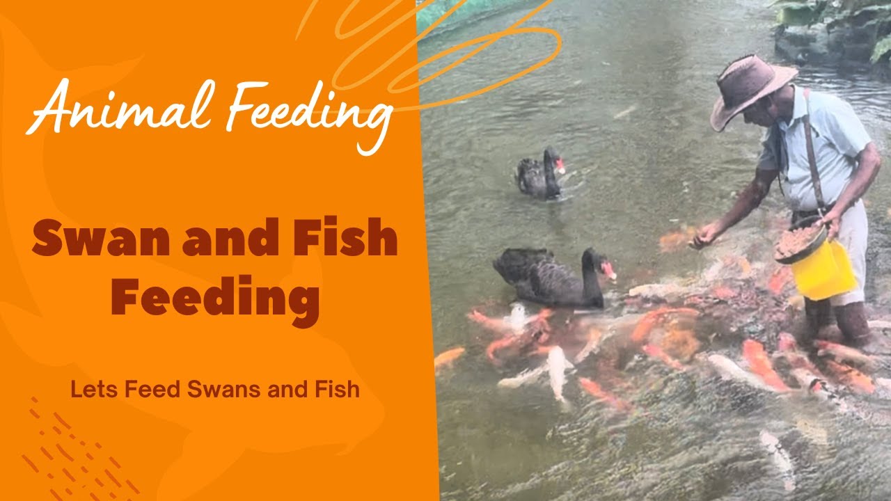 Swan and Fish Feeding - YouTube