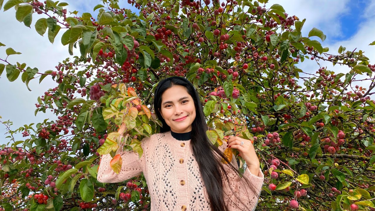 មកបេះកូនប៉េាមតូចៗទៀតហេីយ ជូអែមៗស្រួយស្រឹបតែម្តង/Crab Apple Fruit - YouTube