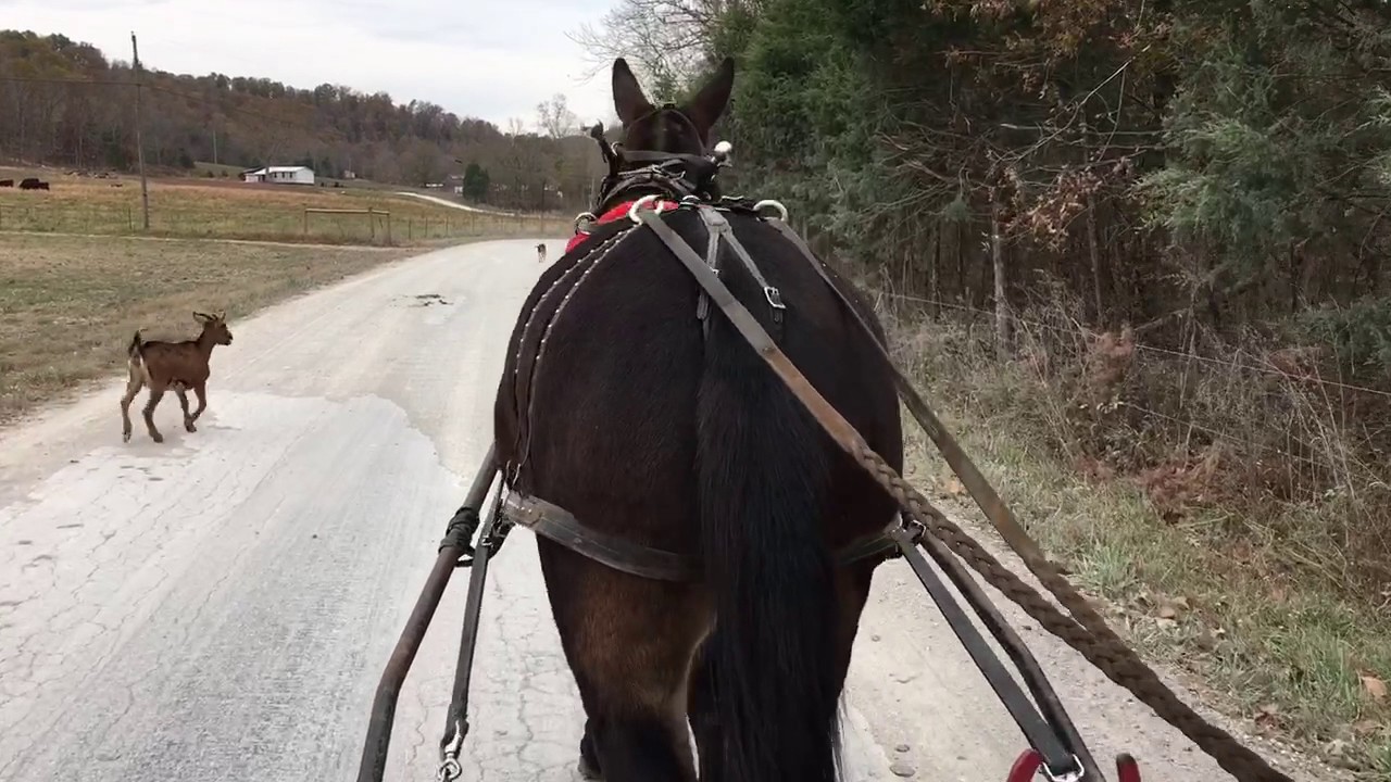 Draft mule. 16.2. Must see. - YouTube