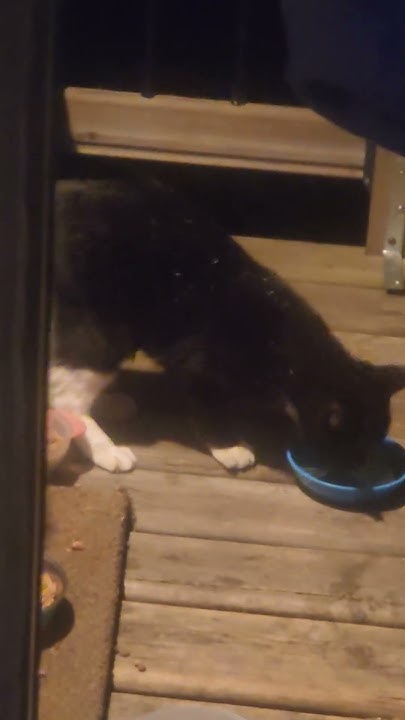 visitor gets into the catnip bowl. He is so cute!! - YouTube