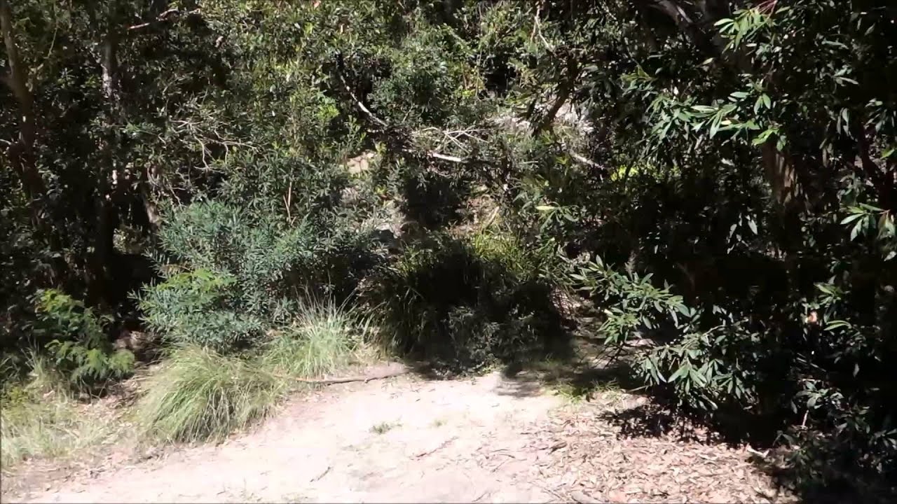 Grose River Bushwalk - YouTube