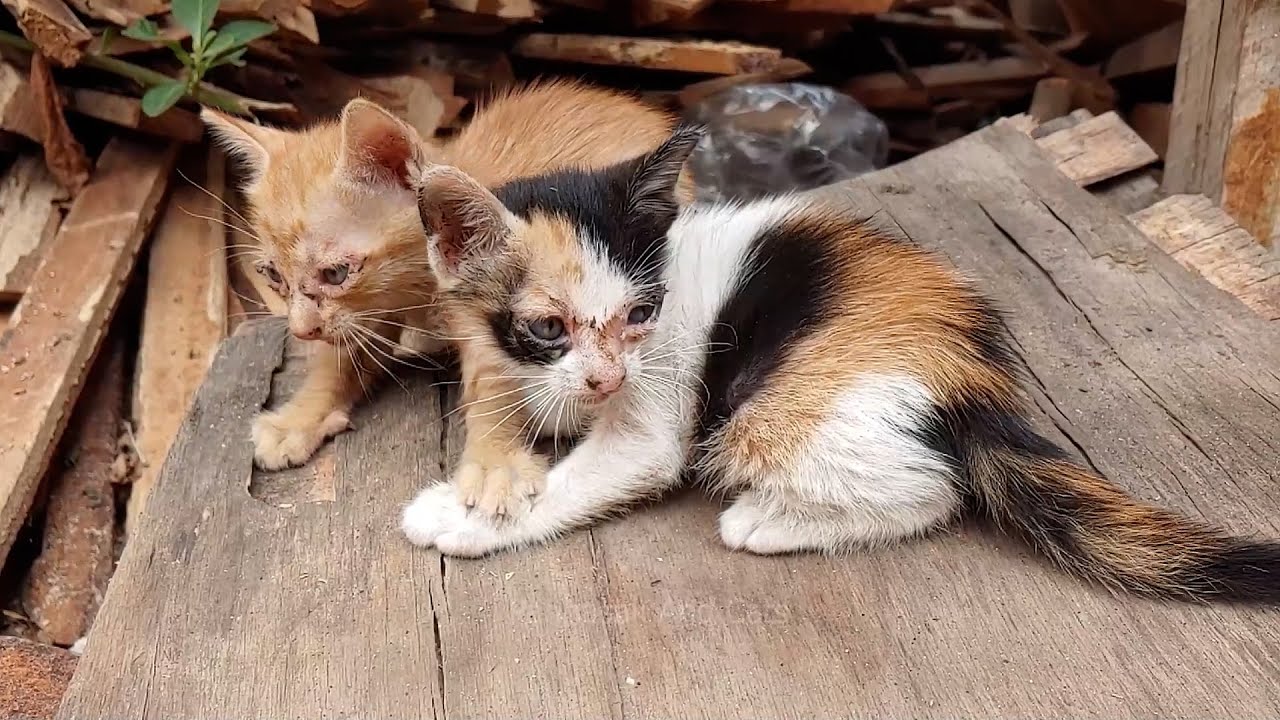 Little kittens crying go home need adoption #PanhasakAndCats - YouTube