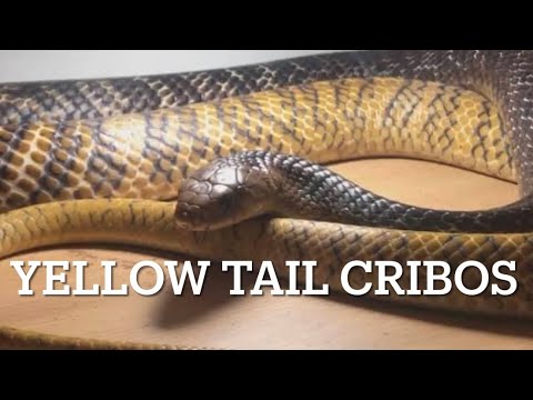 YELLOW TAILED CRIBOS; and how to keep them - YouTube