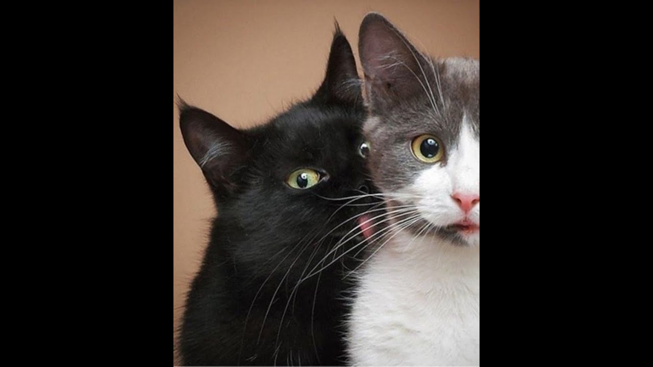 Top 25 Curiosidades de los gatos que tal vez no sabias. - YouTube