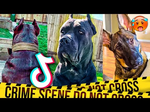 Guard Dog TikTok Compilation 🥵