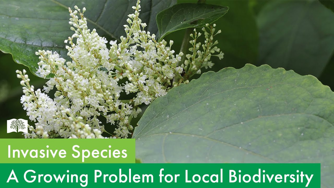 Invasive Species: A Growing Problem for Local Biodiversity - YouTube