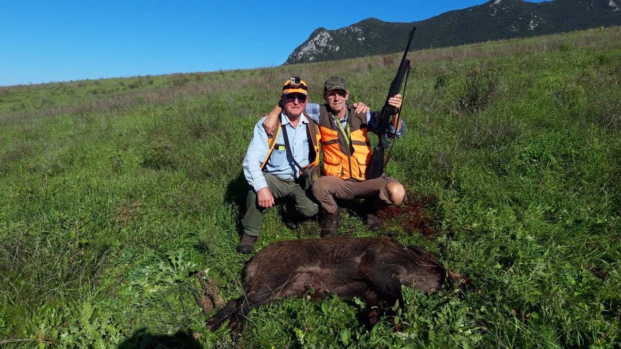 Porcastro Velociraptor Caccia cinghiale alto Lazio Boars Sangliers ...