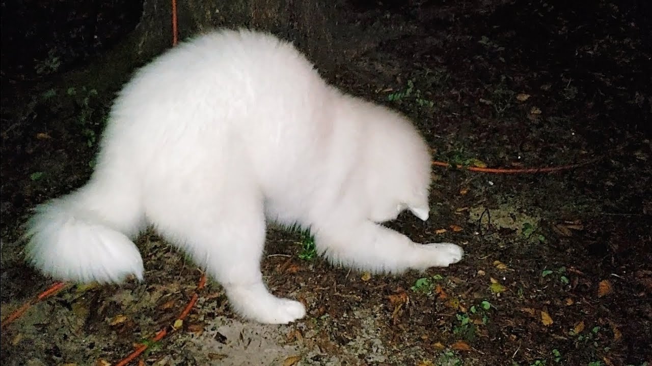 Husky Puppy Hunting At Night! - YouTube