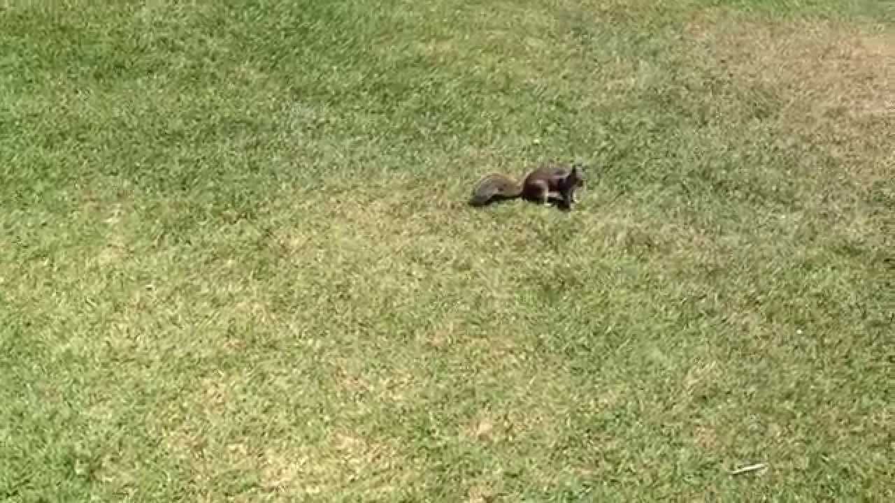 "Fishing" for Squirrels: "Squishing" (Part I) - YouTube