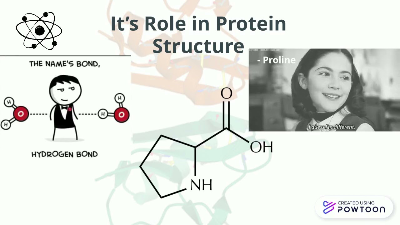 Proline and its Role in Protein Structure - YouTube