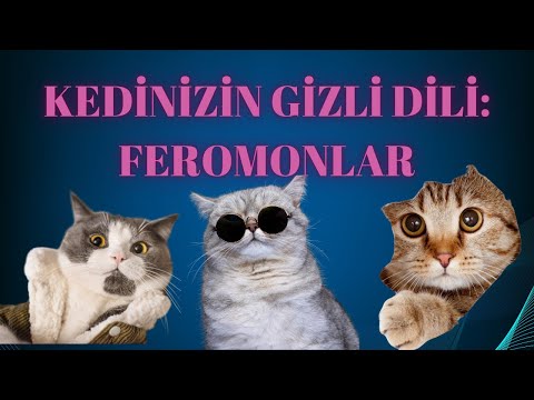 Kedinizin Gizli Dili: Feromonlar