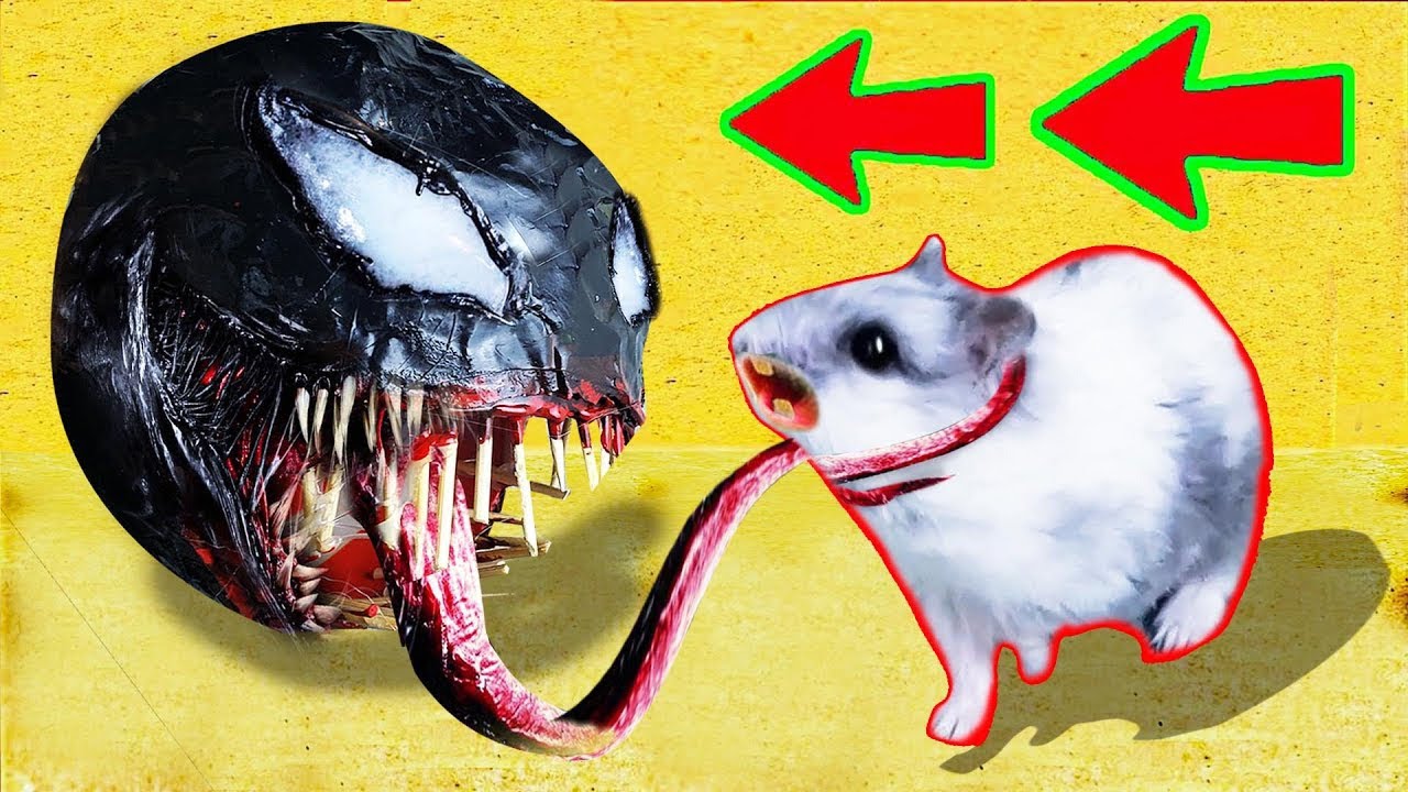 🐹👹VENOM Hamster Obstacle Course Maze with Traps + Scorpion😱 - YouTube