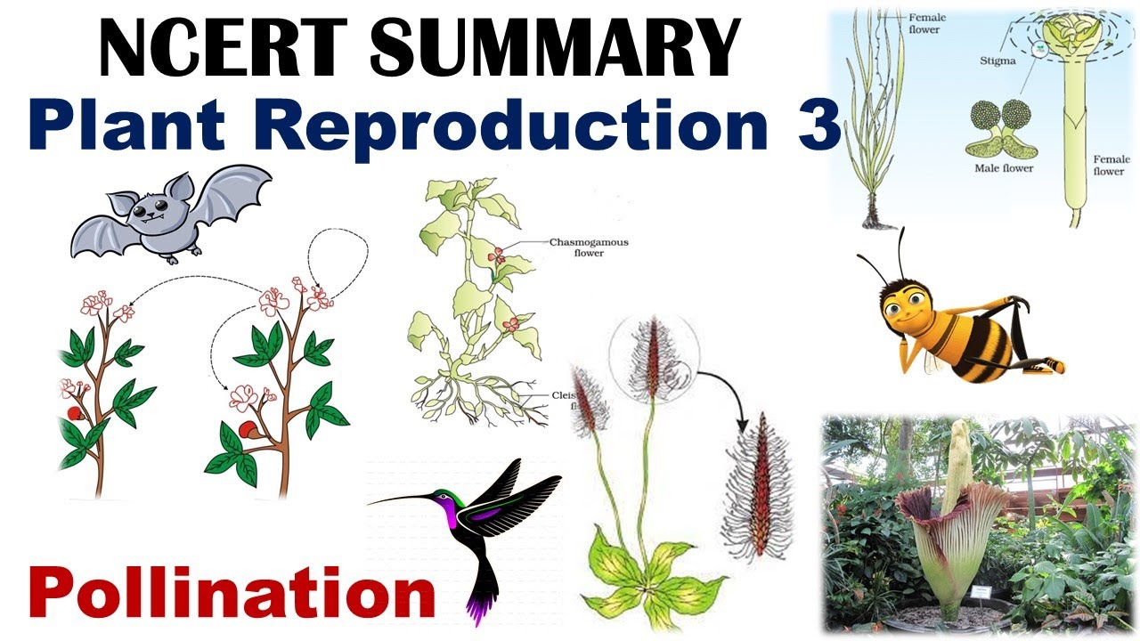 Plant Reproduction 3 | Pollination | Geitonogamy | Chasmogamy ...
