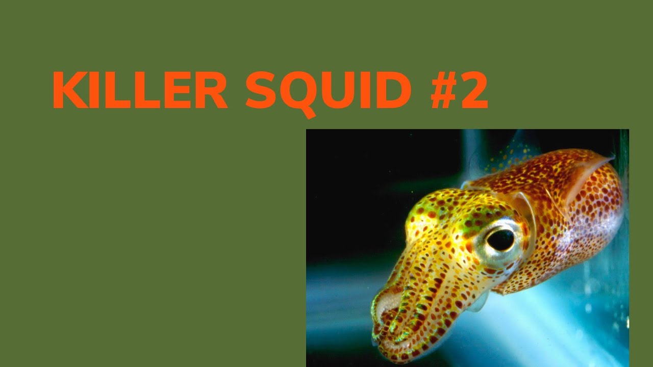 Killer squid 2 - YouTube