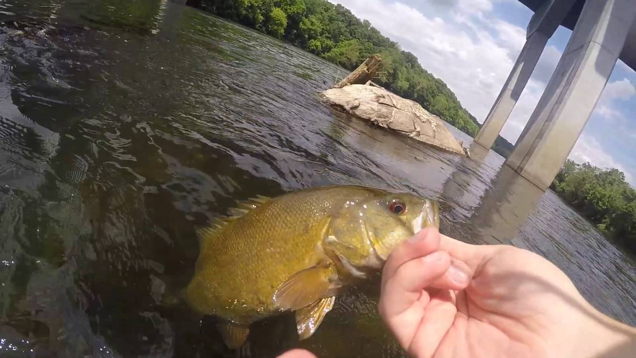 Wade fishing the New River for Smallmouth Bass! - YouTube