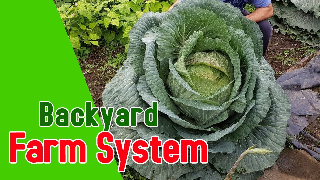 Backyard Miracle Farming System. A great sustainable alternative ...