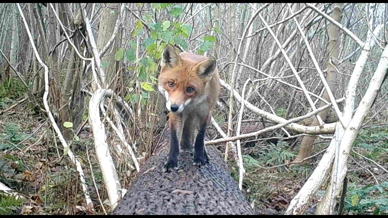 Red fox, december 2021 - YouTube