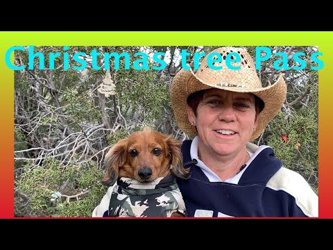 Christmas tree Pass !! - YouTube