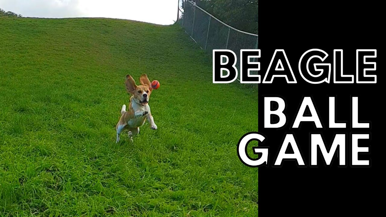Cute Beagle Ball Game! - YouTube