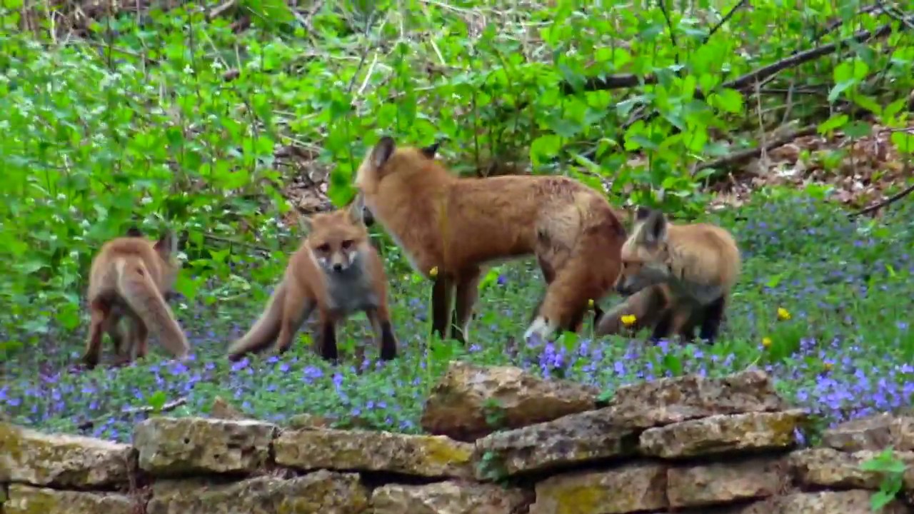 Fox Kits come up to the window - YouTube