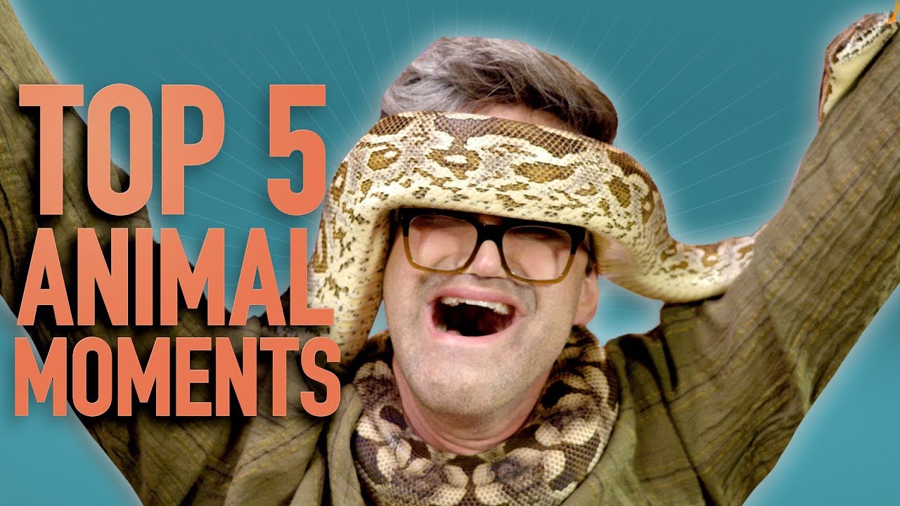 Top 5 GMM Animal Moments (2018) - YouTube