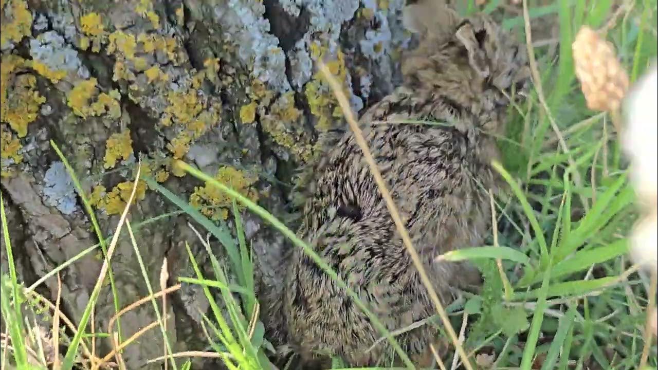 2024-07-19 (A) Naravni rezervat Nežidersko jezero Seewinkel - YouTube