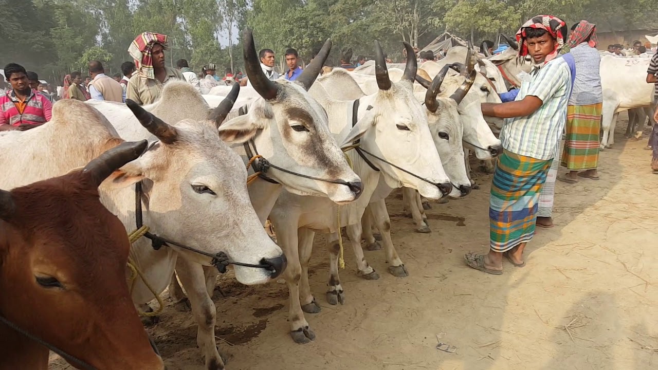 696।ভারতীয় বলদ গরুর প্রচুর আমদানি দামে কম।big big Indian cow।Cow ...