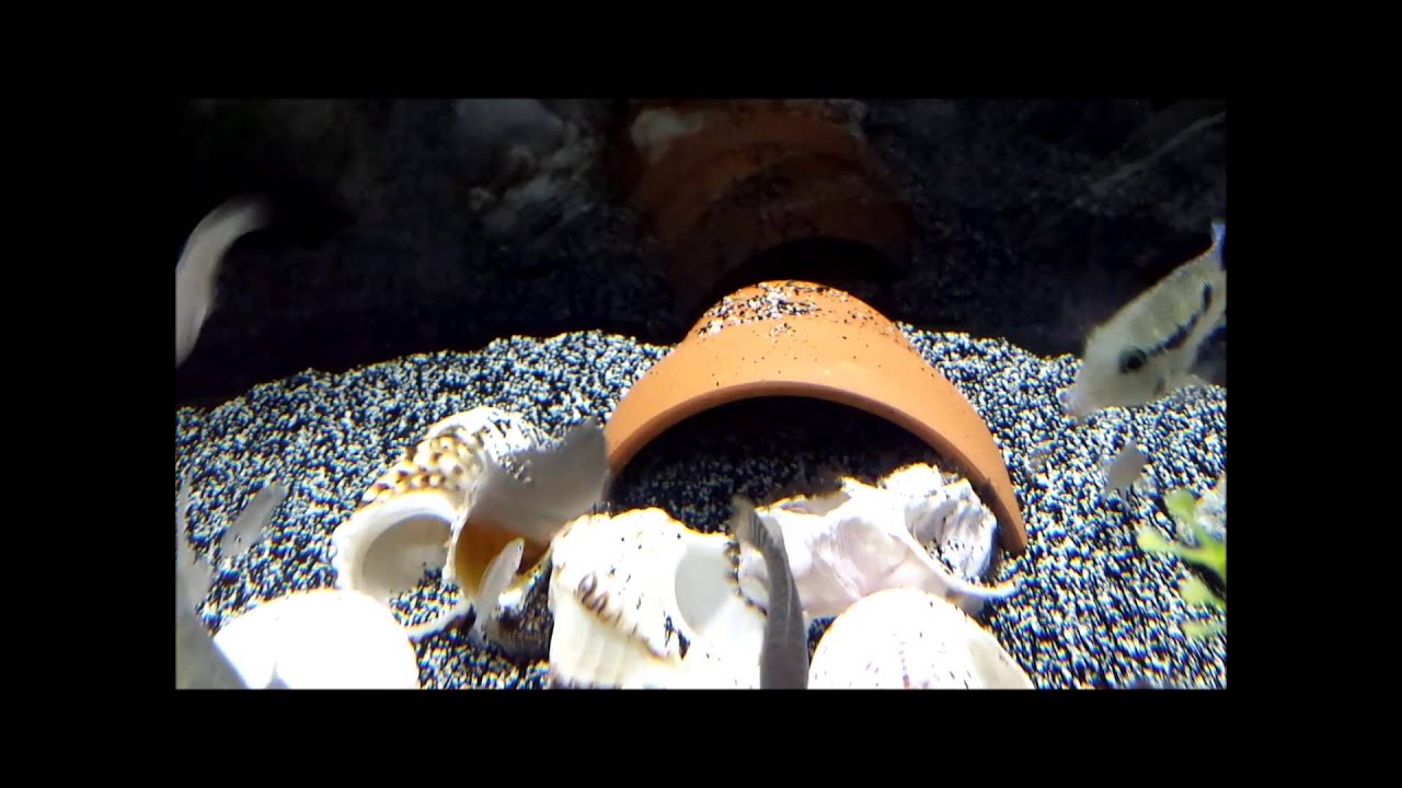 New Fish - Multies (Neolamprologus multifasciatus) - YouTube