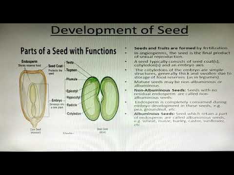 Development of seed :Class XII - YouTube