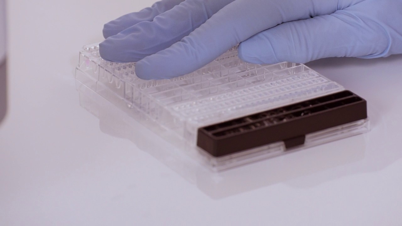 WEs Training Video Chapter 4 Pipetting your plate and start Wes - YouTube