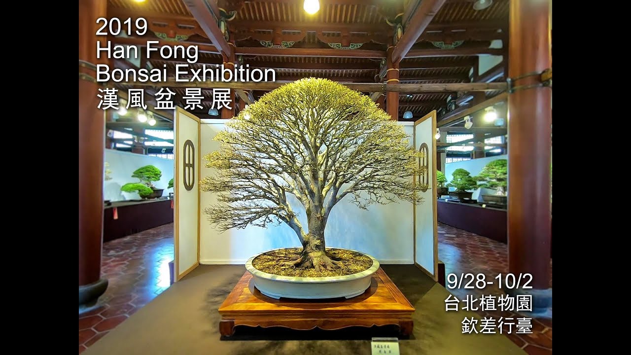 2019 漢風展 Han Fong Bonsai Exhibition - YouTube
