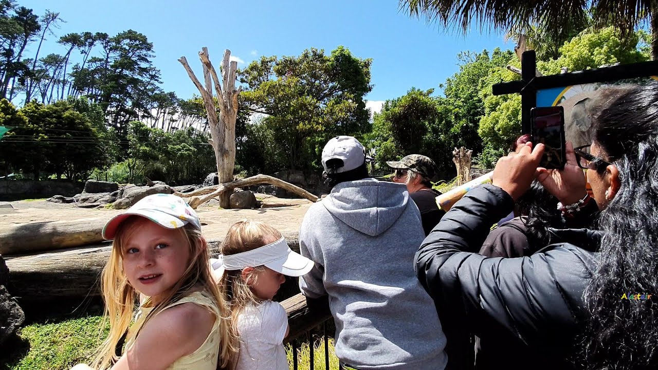 Elephants & Keeper Talk @ Auckland Zoo, NZ. 29/12/2019. - YouTube