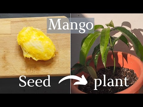 How to grow a mango tree from seed!