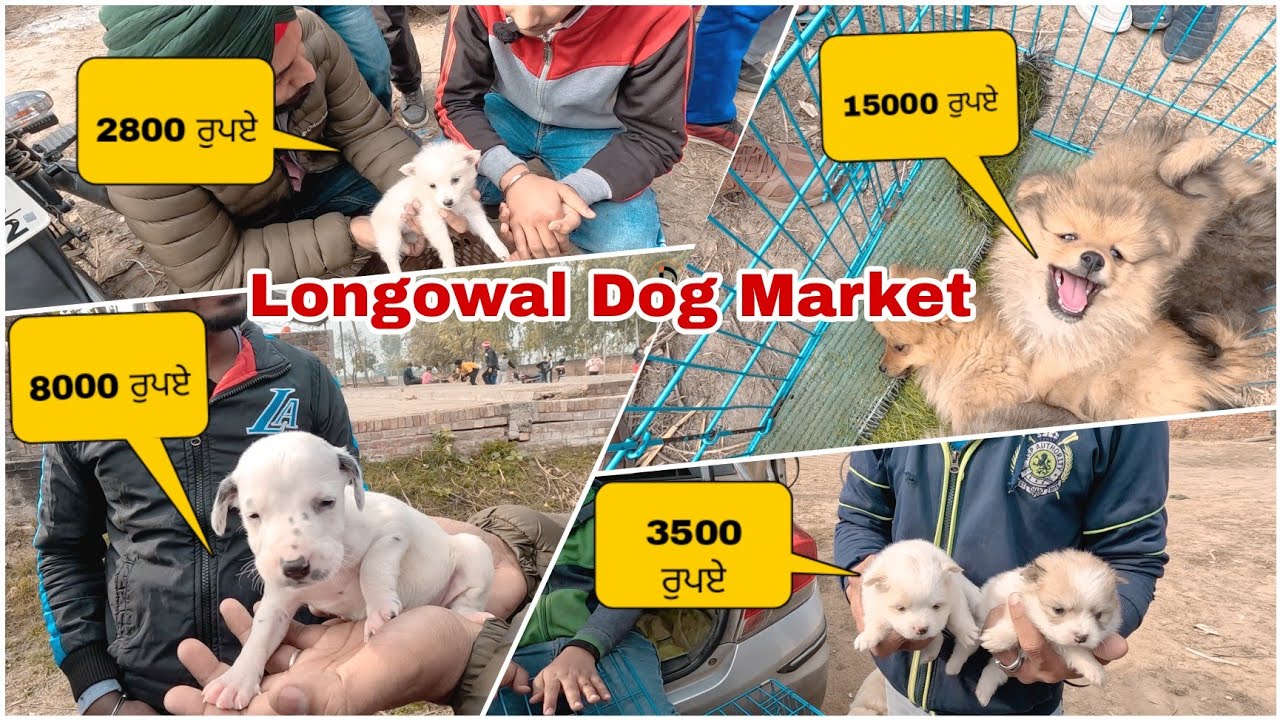 ਸਿਰਫ 2800 ਰੁਪਏ ਦਾ ਕਤੁਰਾ । Longowal dog market l Dog । Dogs #iltilanatv ...