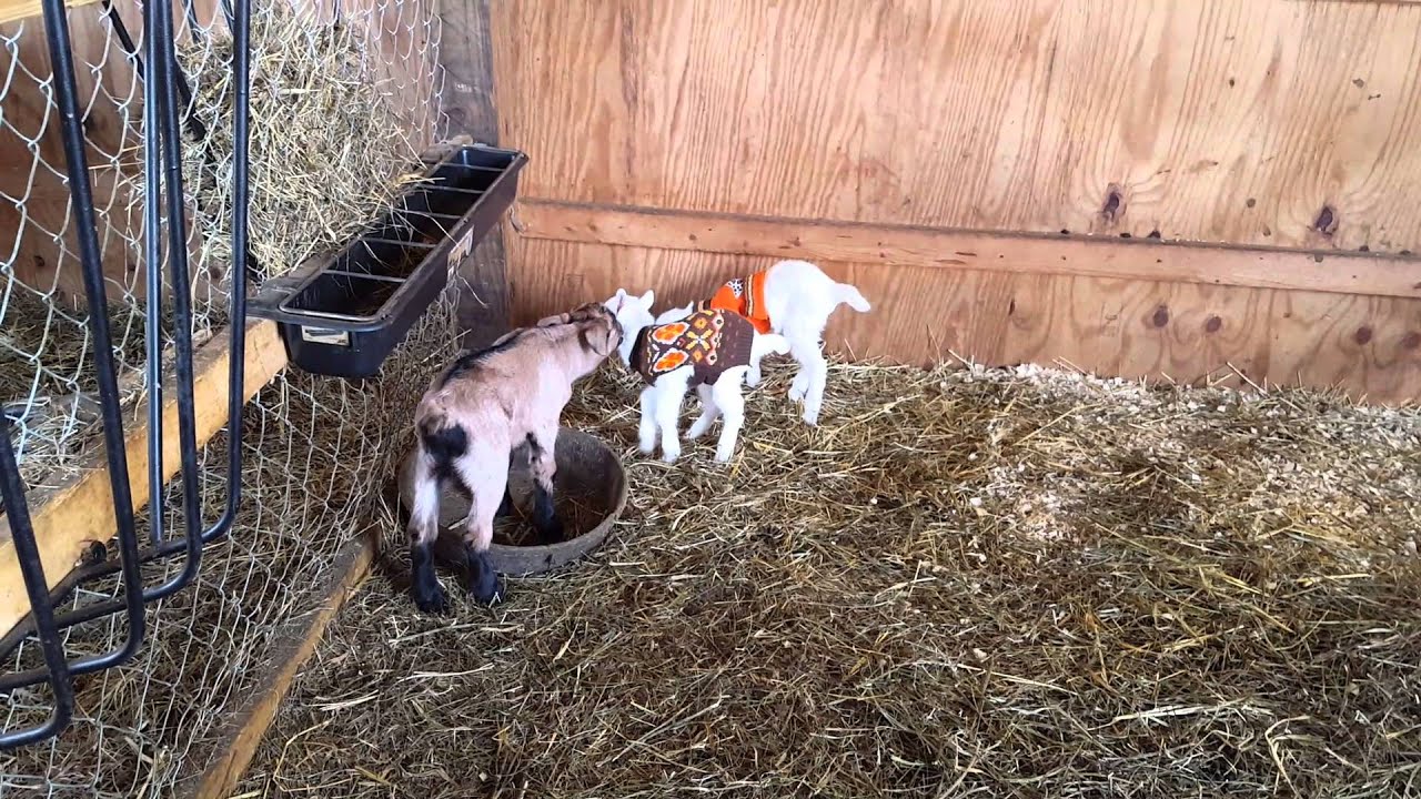 Only a week old and already the school yard bully - GOAT KIDS - YouTube