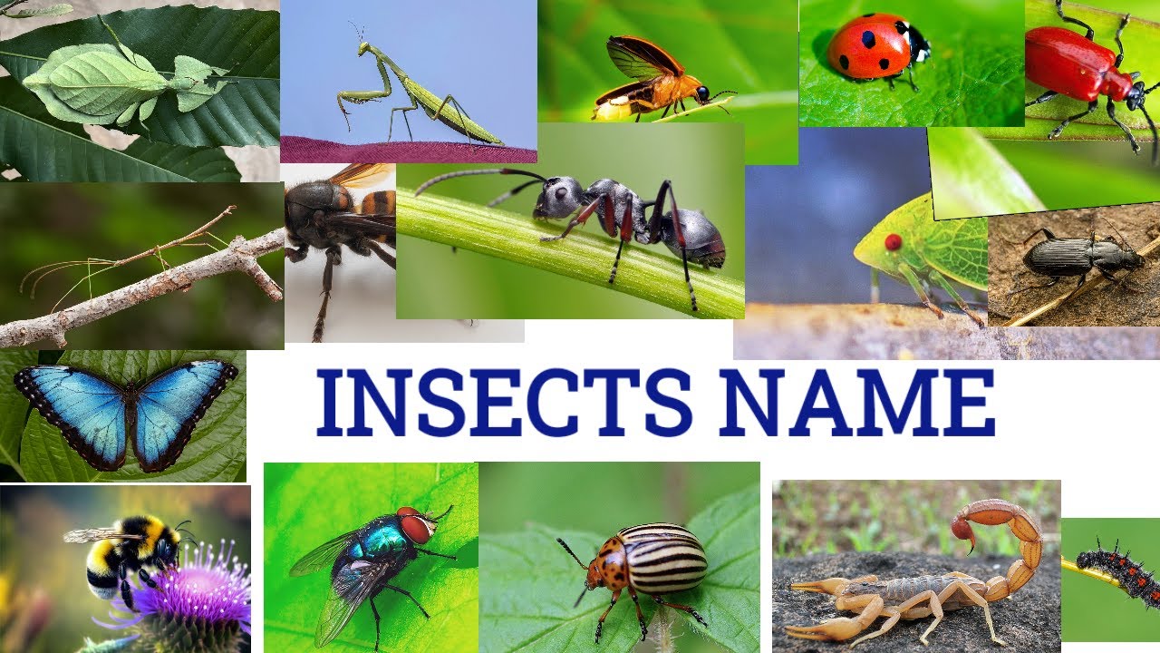 INSECTS NAME IN ENGLISH | INSECTS FOR KIDS LEARNING | INSECT ENGLISH ...