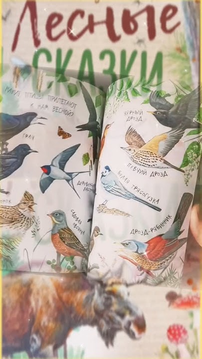 лесные сказки Сладкова #моидикиеягоды #avito - YouTube