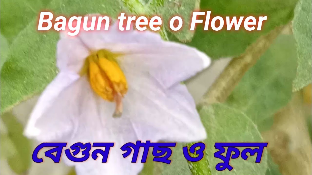 Bagun tree o Flower || গাছ ও ফুল || - YouTube