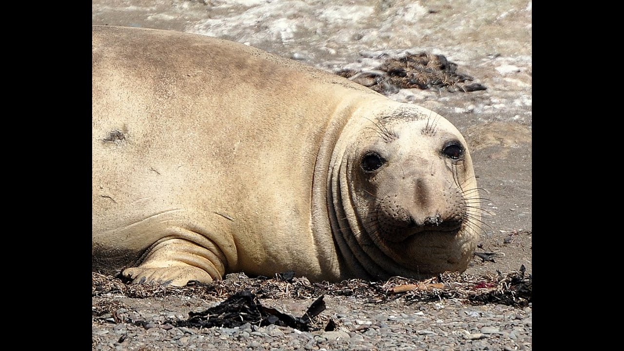 Asuncion Island Nature Tour - YouTube