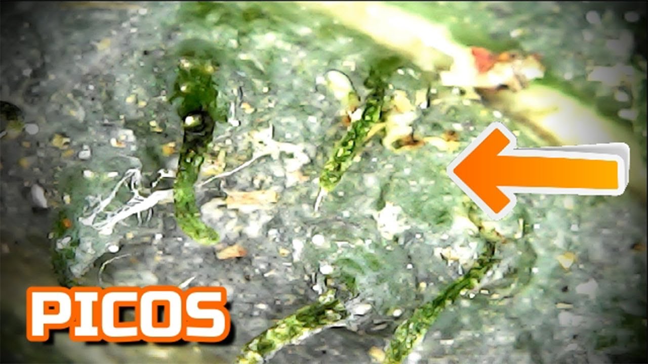 Semilla o Fruto de Forma Circular con Picos - YouTube