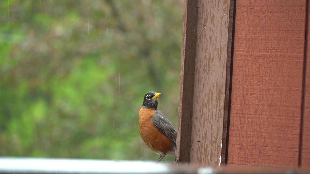Robin in the rain - YouTube
