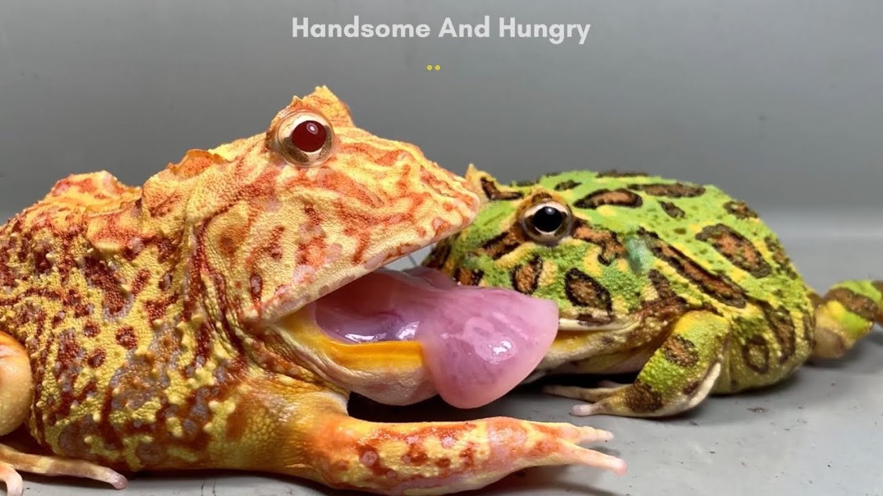 Pacman Frog Cuddle With Friends And Tasted It 🐸 (Frog And Toad) - YouTube