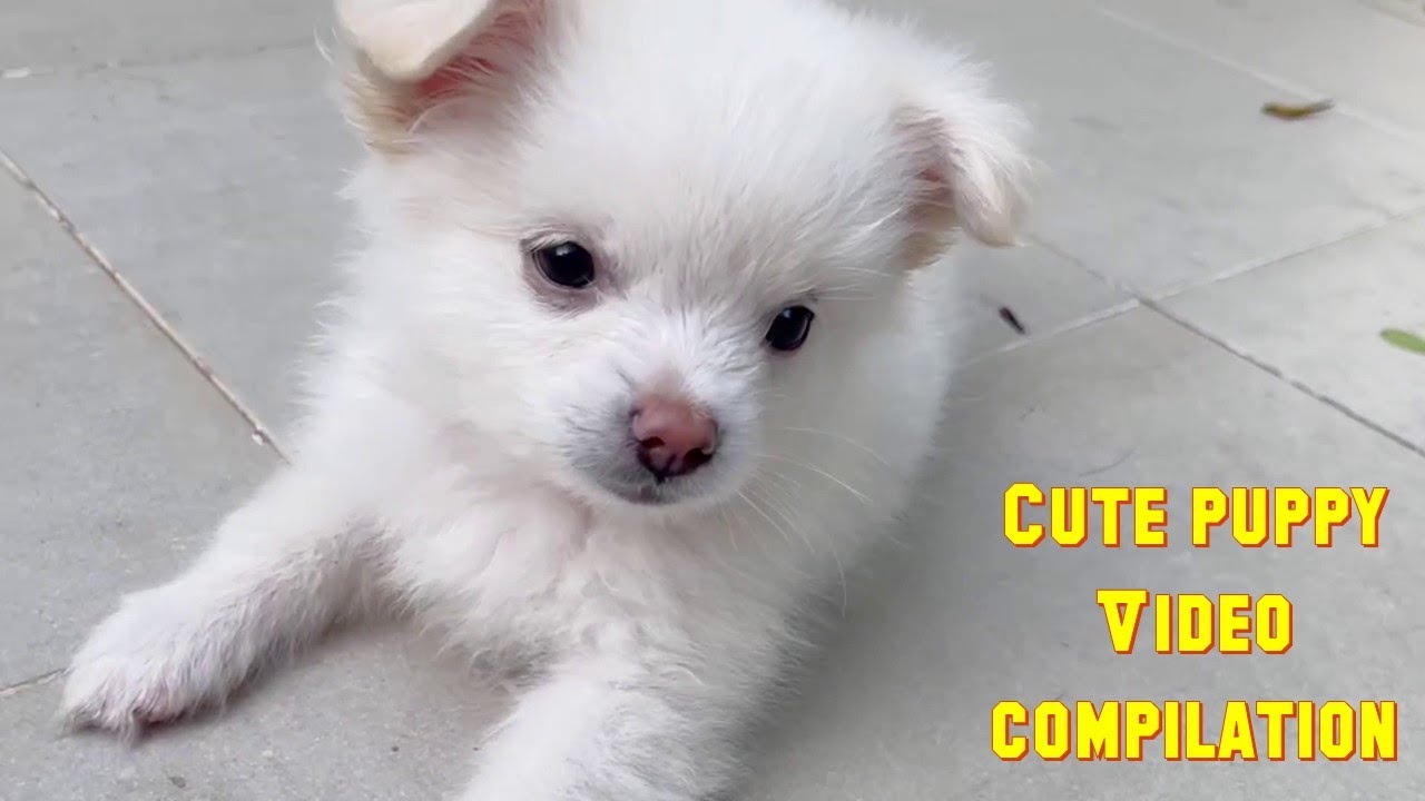 Cute puppies video compilation #dogs #puppies - YouTube