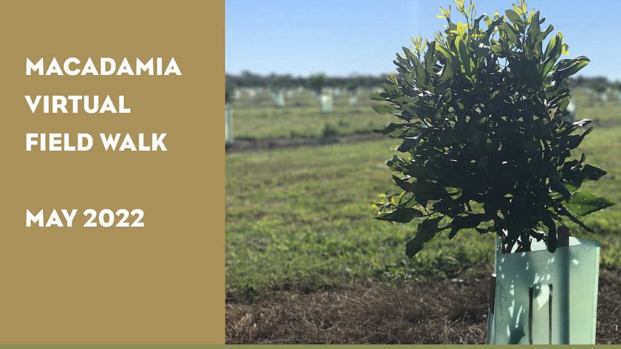 Macadamia Virtual Field Walk: May 2022 - YouTube