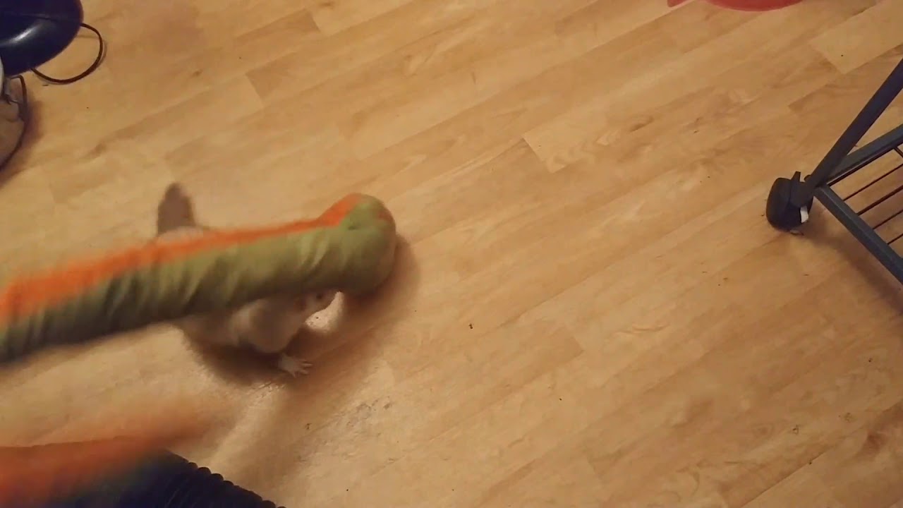 Ferrets fight a giant snake?! - YouTube