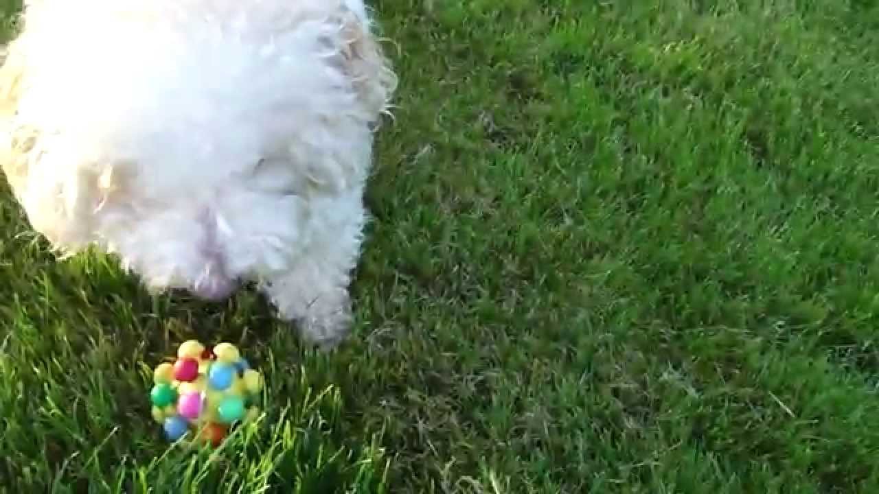 Cutest Bichon Frise playing fetch - YouTube