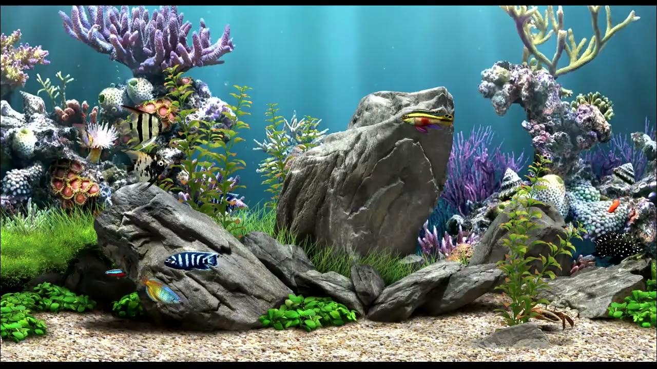 Relaxing Fish Tank Aquarium with Calm Bubbling Water | No Music | 2 ...