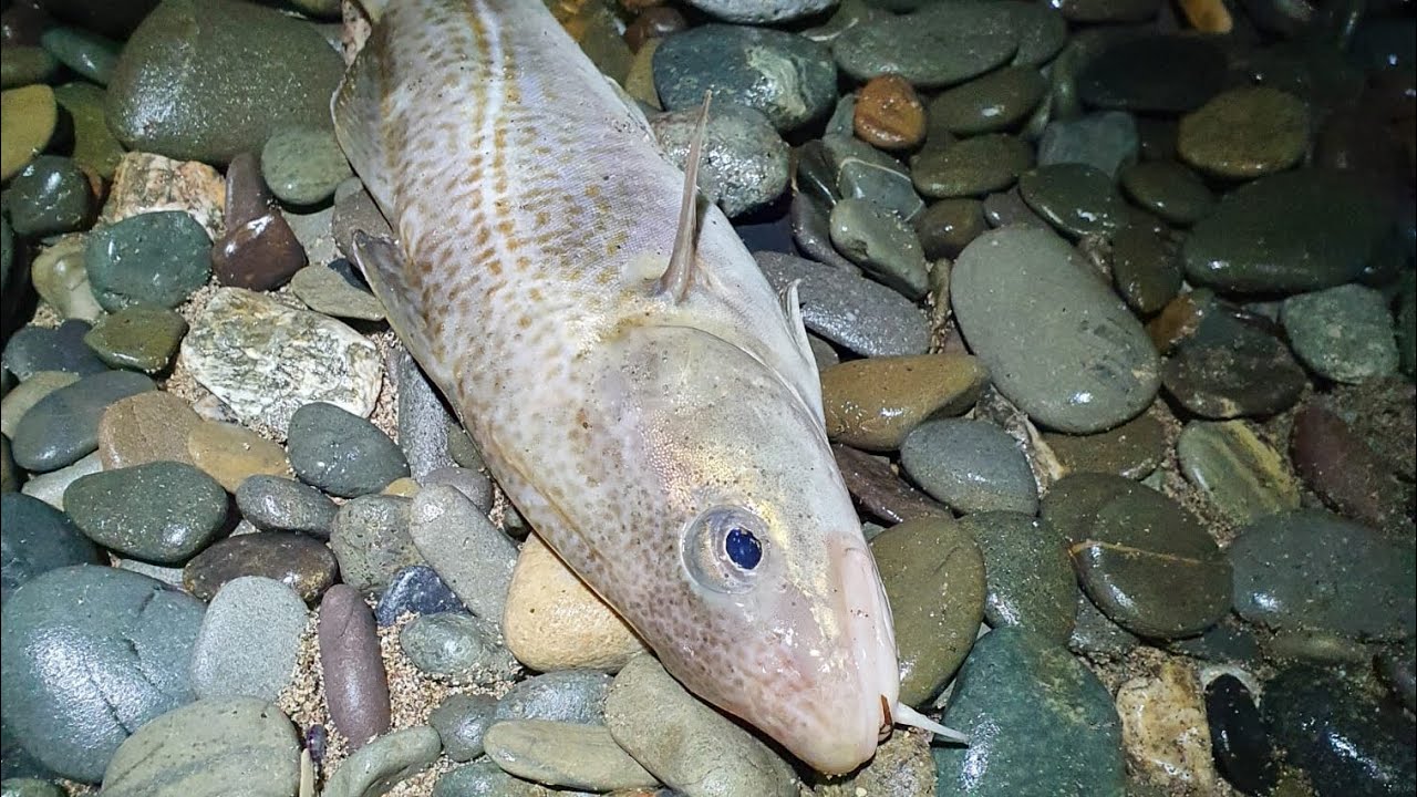 Beach fishing for cod in winter - YouTube