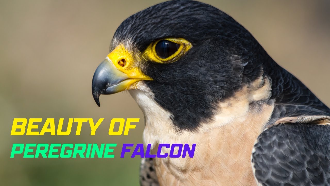 Peregrine Falcon | World Fastest Bird | Falcon Peregrine Falcon ...