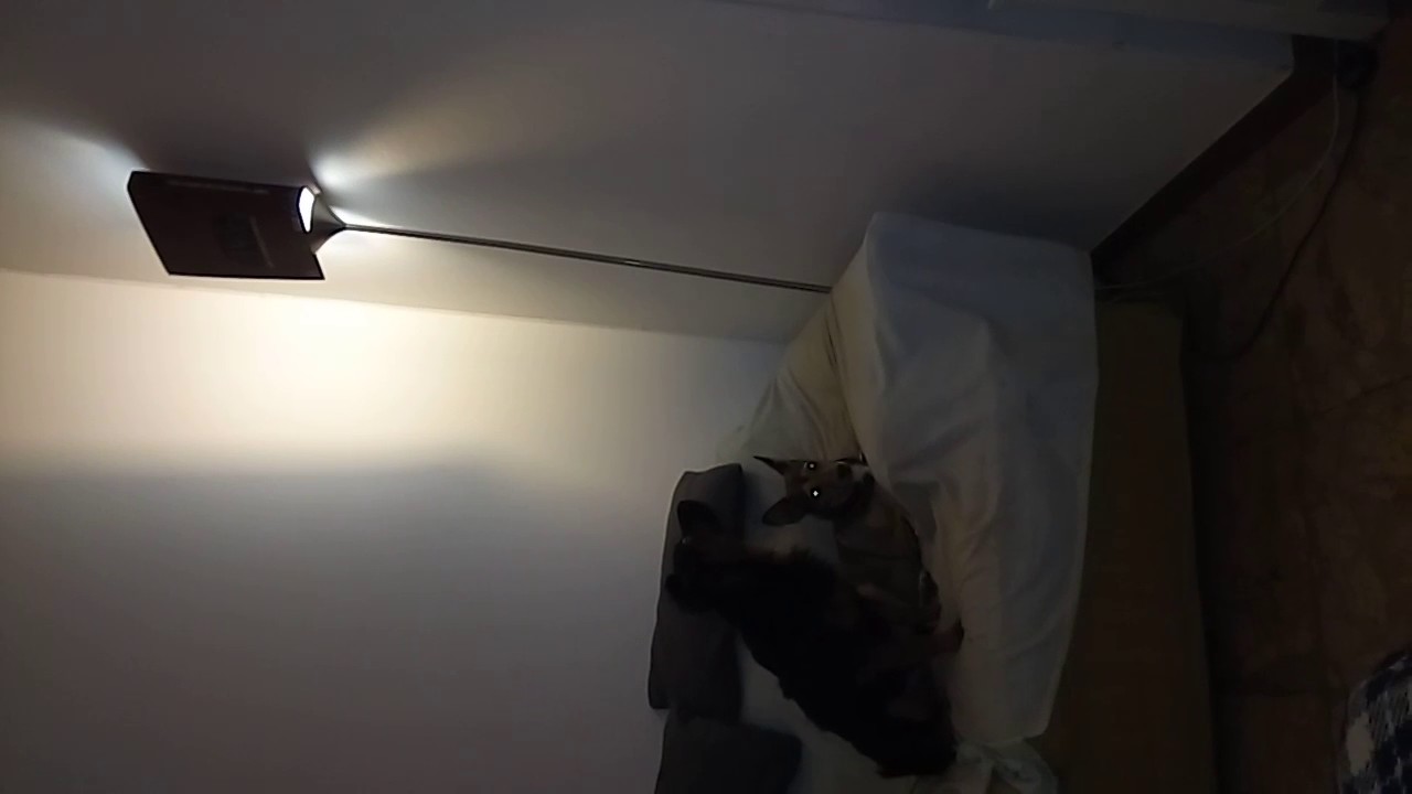 A caccia di mosche..? - YouTube